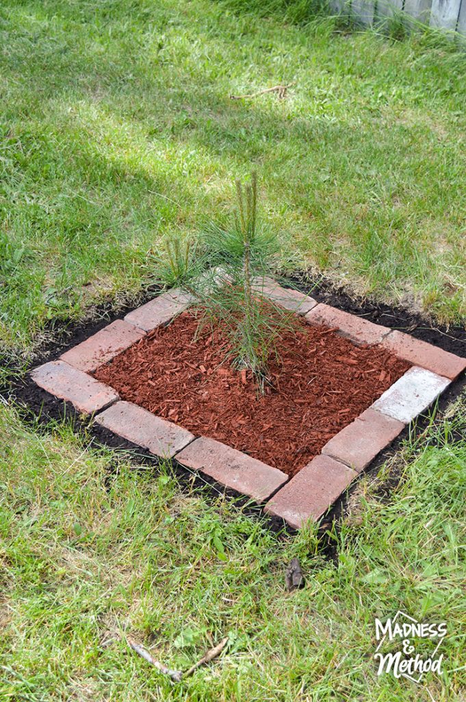 Simple Tree Surround | Madness & Method