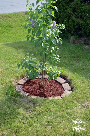 Simple Tree Surround | Madness & Method